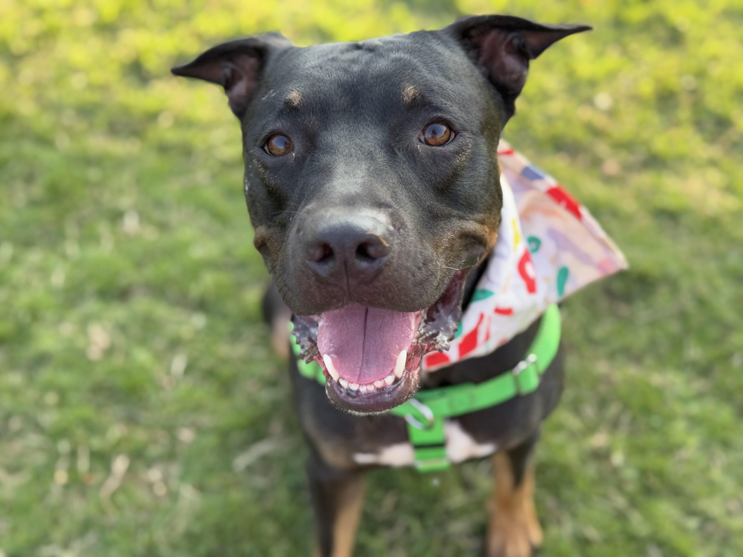 Pet of the Week: Jack | News, Sports, Jobs - Maui News